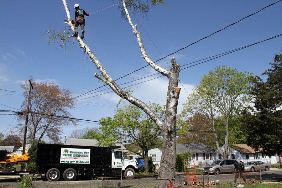 Gallery Photos Branching Out Tree Service | Before/After | Equipment
