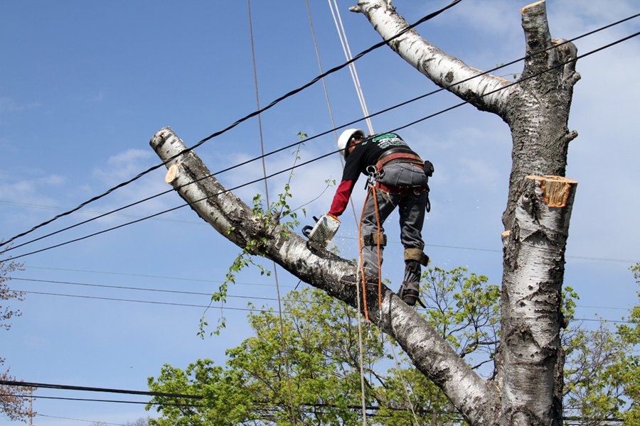 Gallery Photos Branching Out Tree Service | Before/After | Equipment