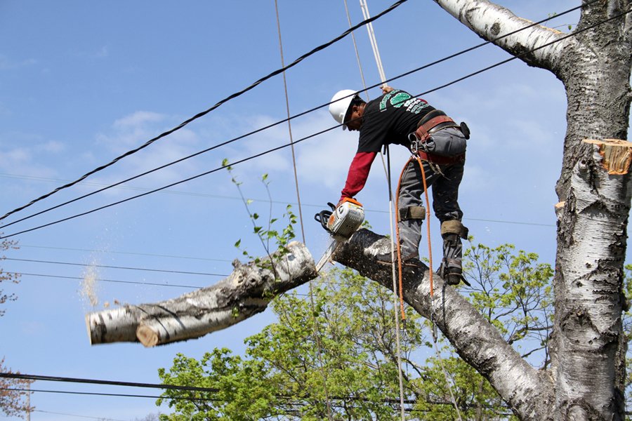 Gallery Photos Branching Out Tree Service | Before/After | Equipment