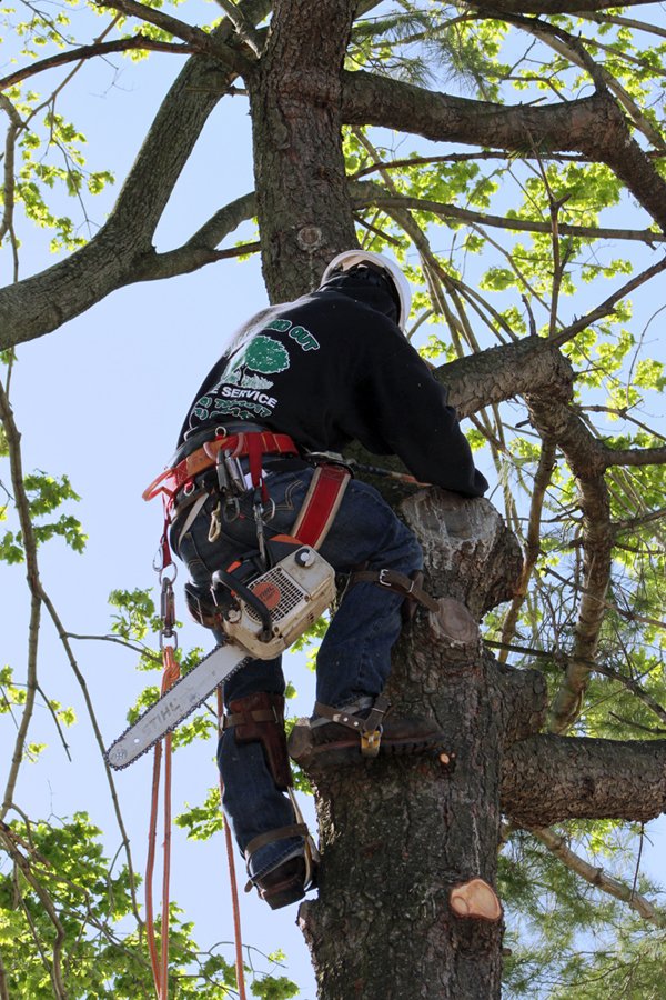 Gallery Photos Branching Out Tree Service | Before/After | Equipment