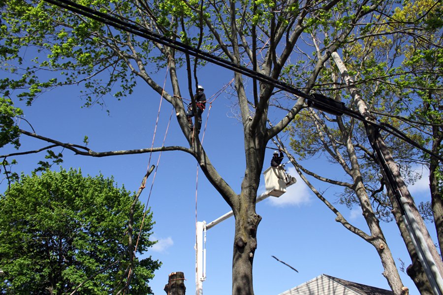 Gallery Photos Branching Out Tree Service | Before/After | Equipment