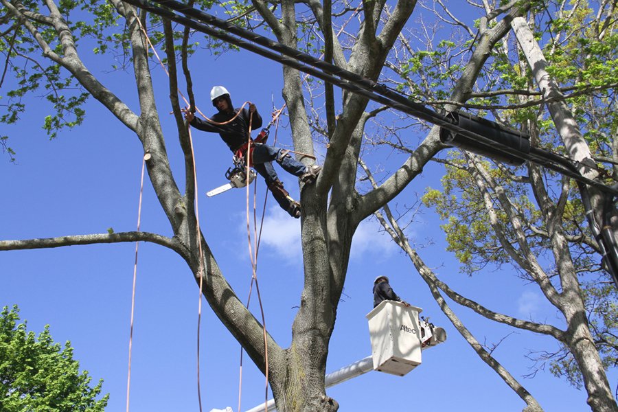 Gallery Photos Branching Out Tree Service | Before/After | Equipment
