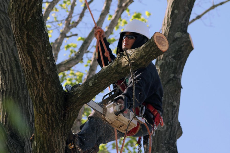 Gallery Photos Branching Out Tree Service | Before/After | Equipment