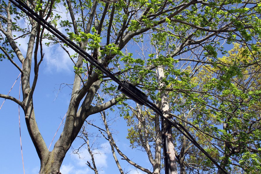 Gallery Photos Branching Out Tree Service | Before/After | Equipment