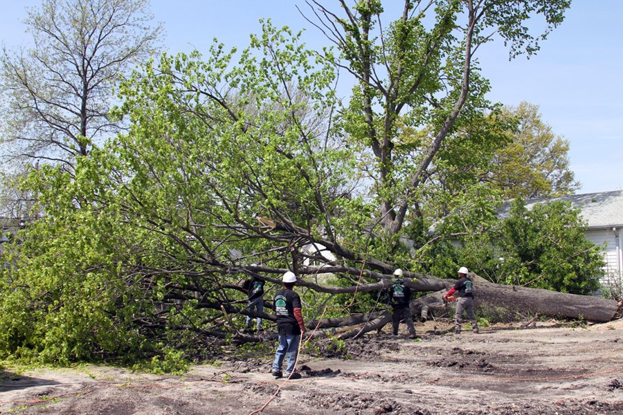 Land & Vista Clearing | Branching Out Tree Service