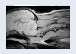 Animal MRI, animal ultrasound and more in the Grimsby area