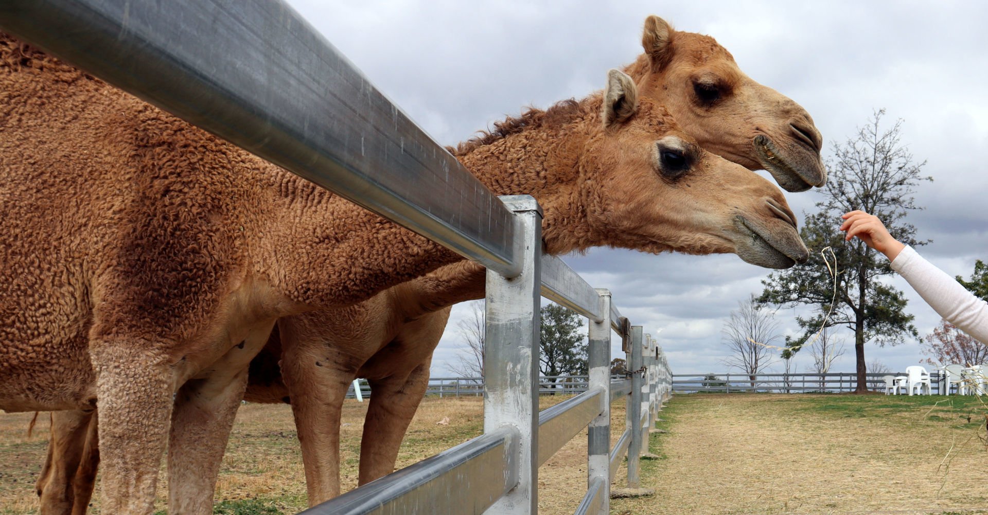 Summer Land Camels