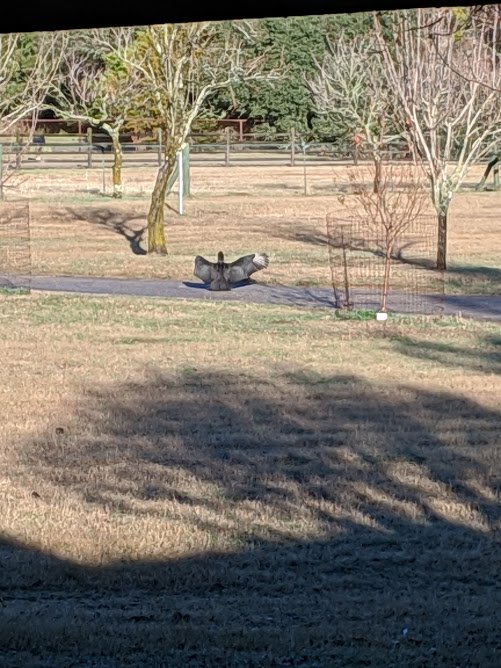 Casita on Bear Creek - Austin TX AirB&B Rental