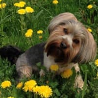 Different Yorkie Haircut Styles | Yorkshire Terrier Information