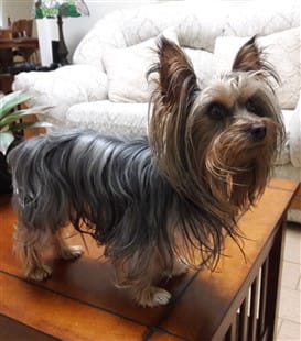 Yorkshire Terrier Information Center | Yorkie Allergies