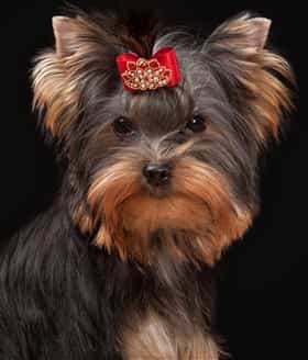 Yorkshire Terrier Information Center | All About Yorkies