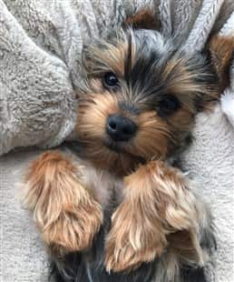 Yorkshire Terrier Information Center | Yorkie Allergies