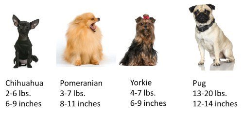 Weight Chart For Yorkies