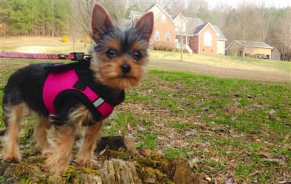 Choosing the Best Collar and Harness for a Yorkie