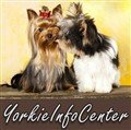 Yorkie Skin Problems | Yorkshire Terrier Information Center