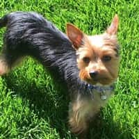 Different Yorkie Haircut Styles | Yorkshire Terrier Information