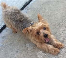 Yorkie Separation Anxiety | Conquering Abandonment Fear