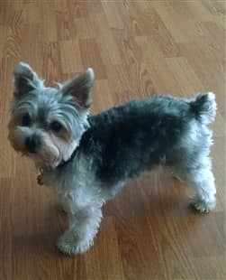 Yorkshire Terrier Information Center | Yorkie Allergies