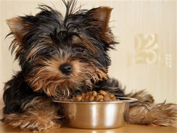 All About Yorkie Food | Yorkshire Terrier Information Center