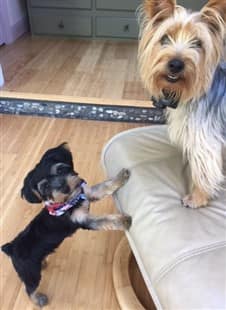 Yorkshire Terrier Vomiting Issues