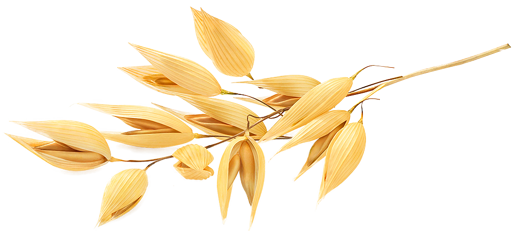 CÉRÉLA | Seed variety designer