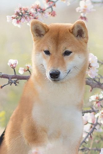Criadero de Shiba Inu en Mexico | Shibainu.mx