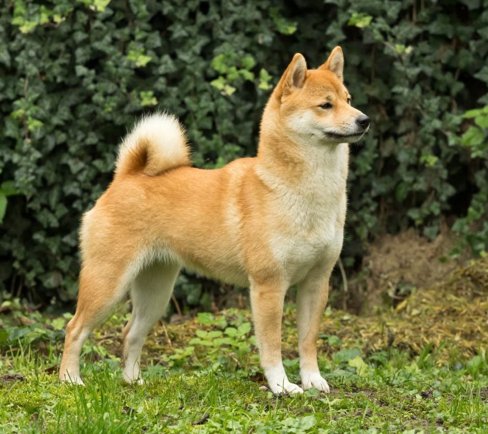 Shiba Inu en Venta | Criadero Shibainu.mx