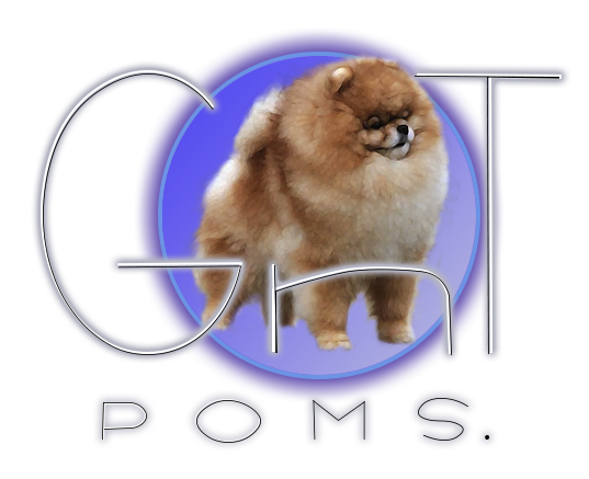 Criadero de Pomerania en Mexico | Pomeranias.mx