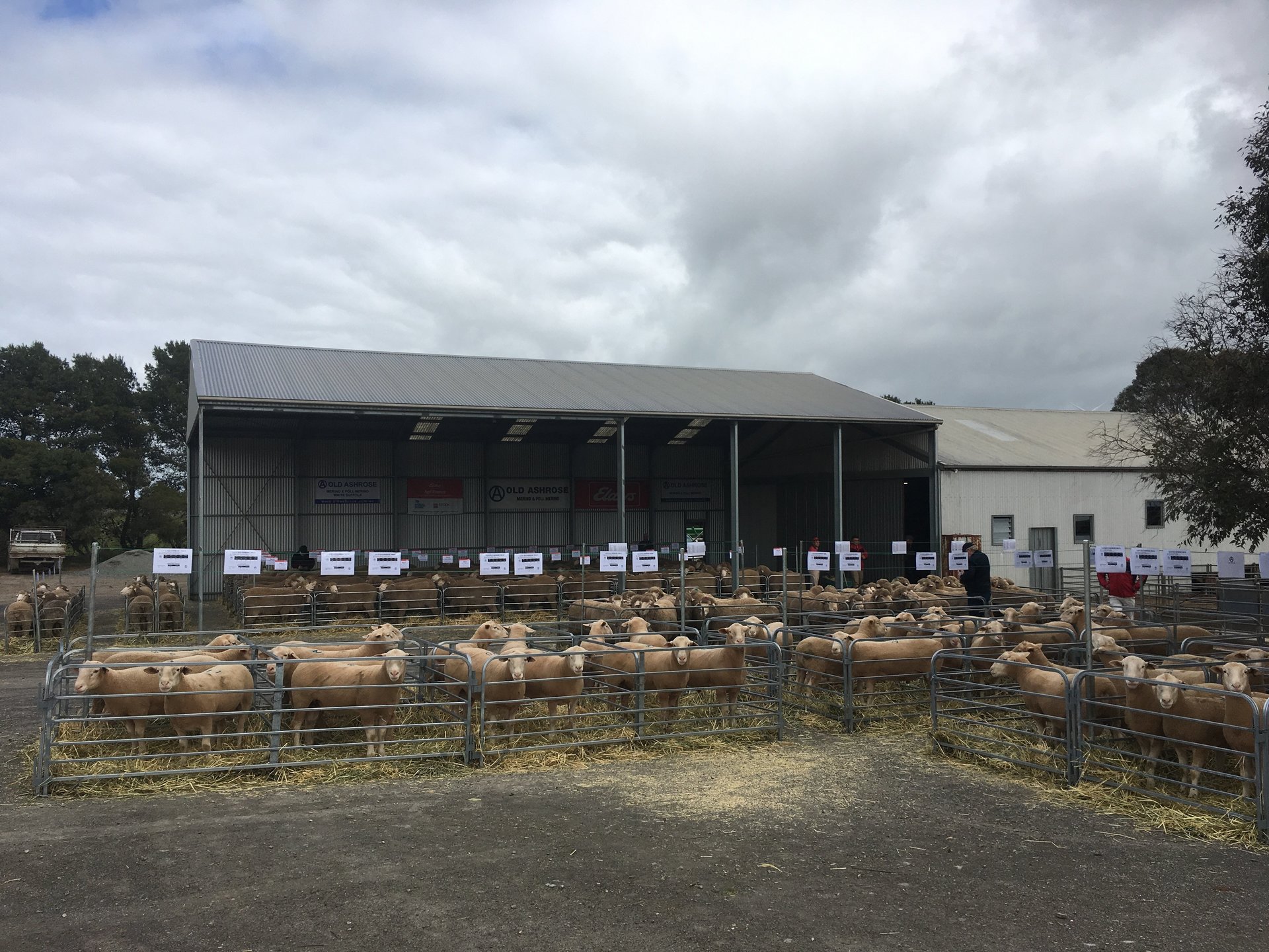 Old Ashrose Merinos - Hallett, SA - Gallery