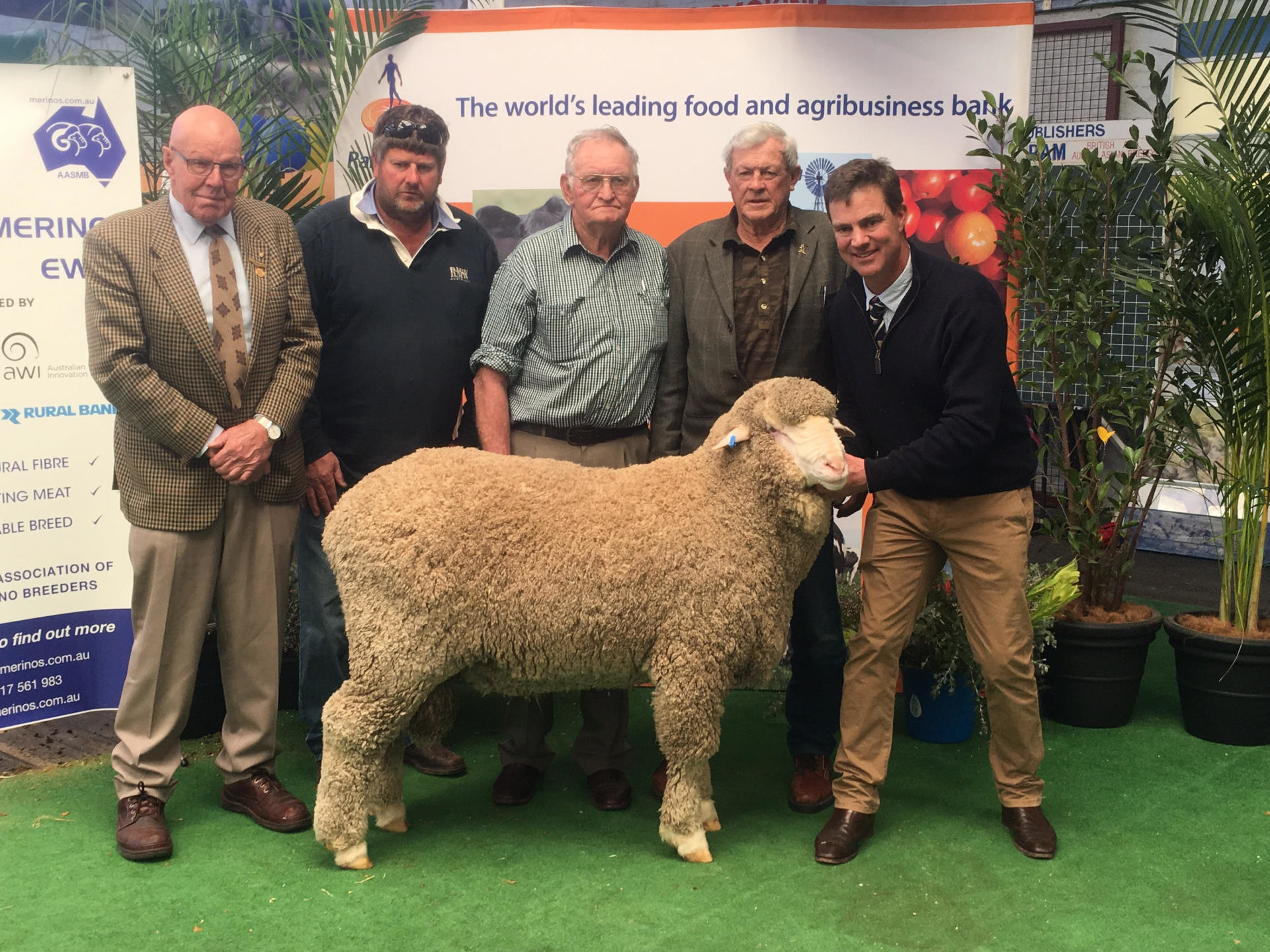 Old Ashrose Merinos - Hallett, SA - News