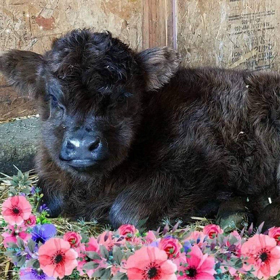 Rolling 7 Mini Highlands | Mini Scottish Highlands for Sale