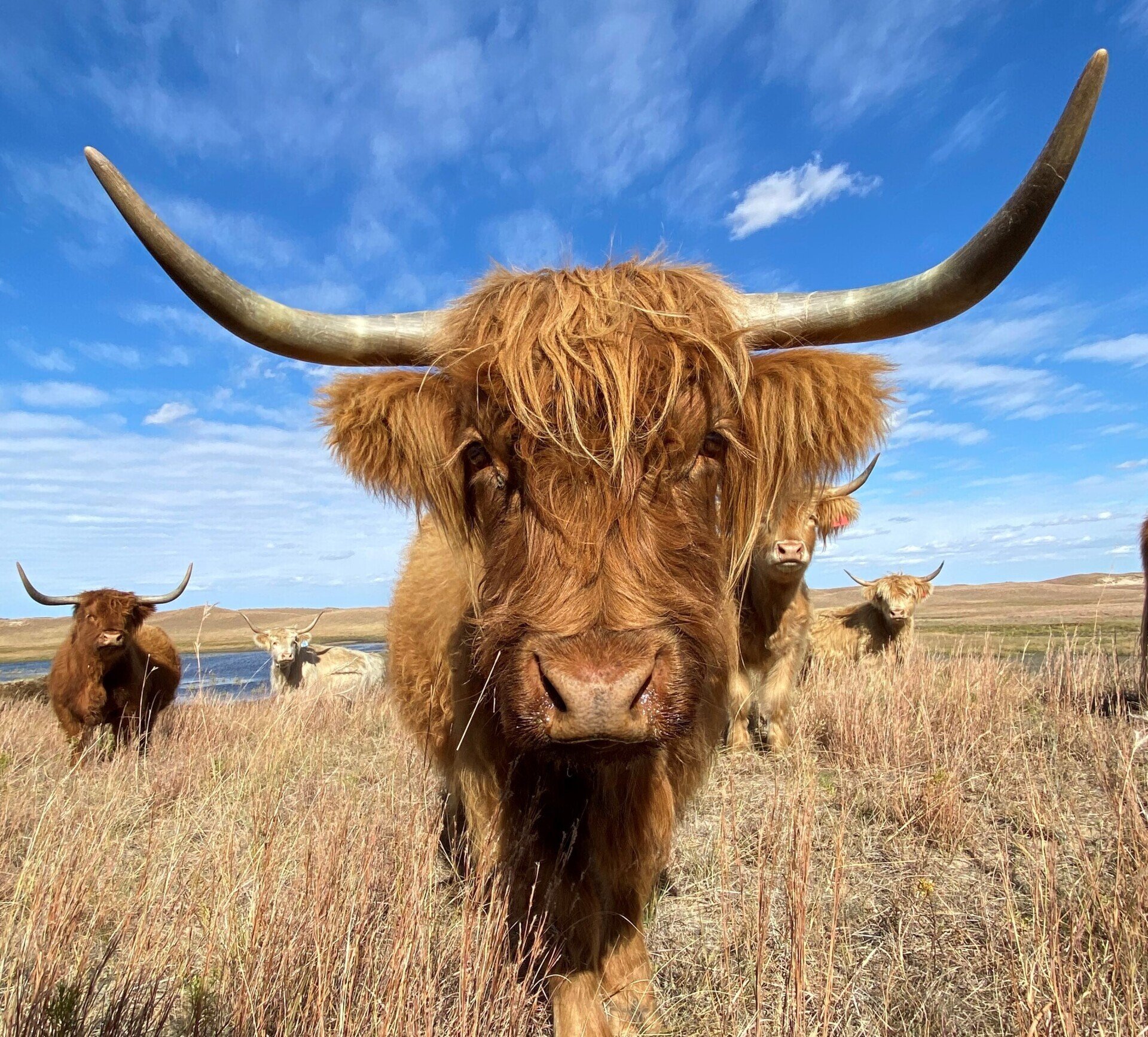 Breeding Stock | Rolling 7 Mini Highlands