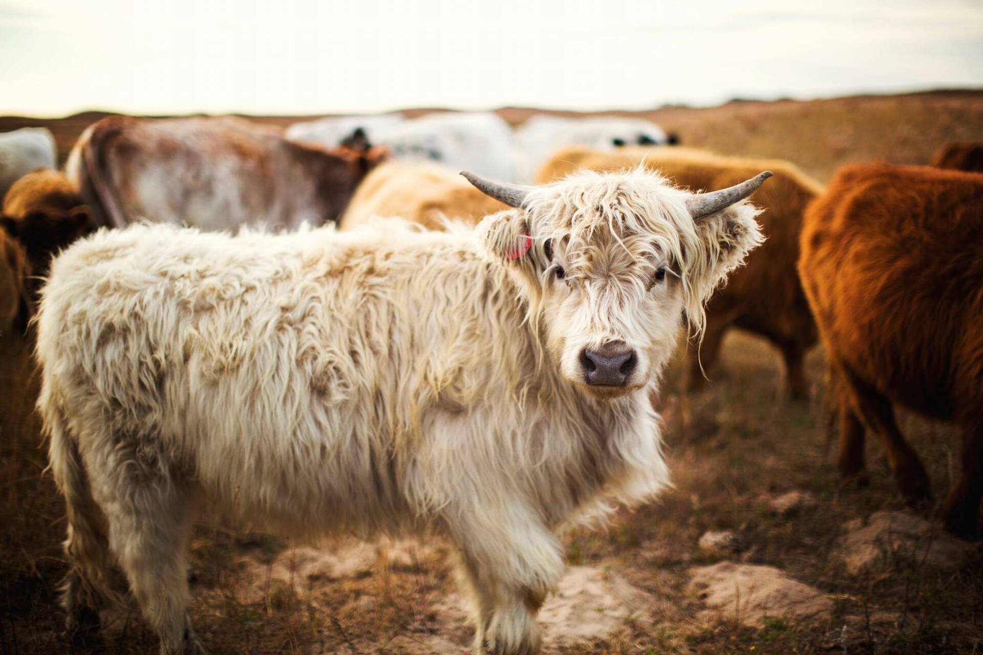 Breeding Stock | Rolling 7 Mini Highlands