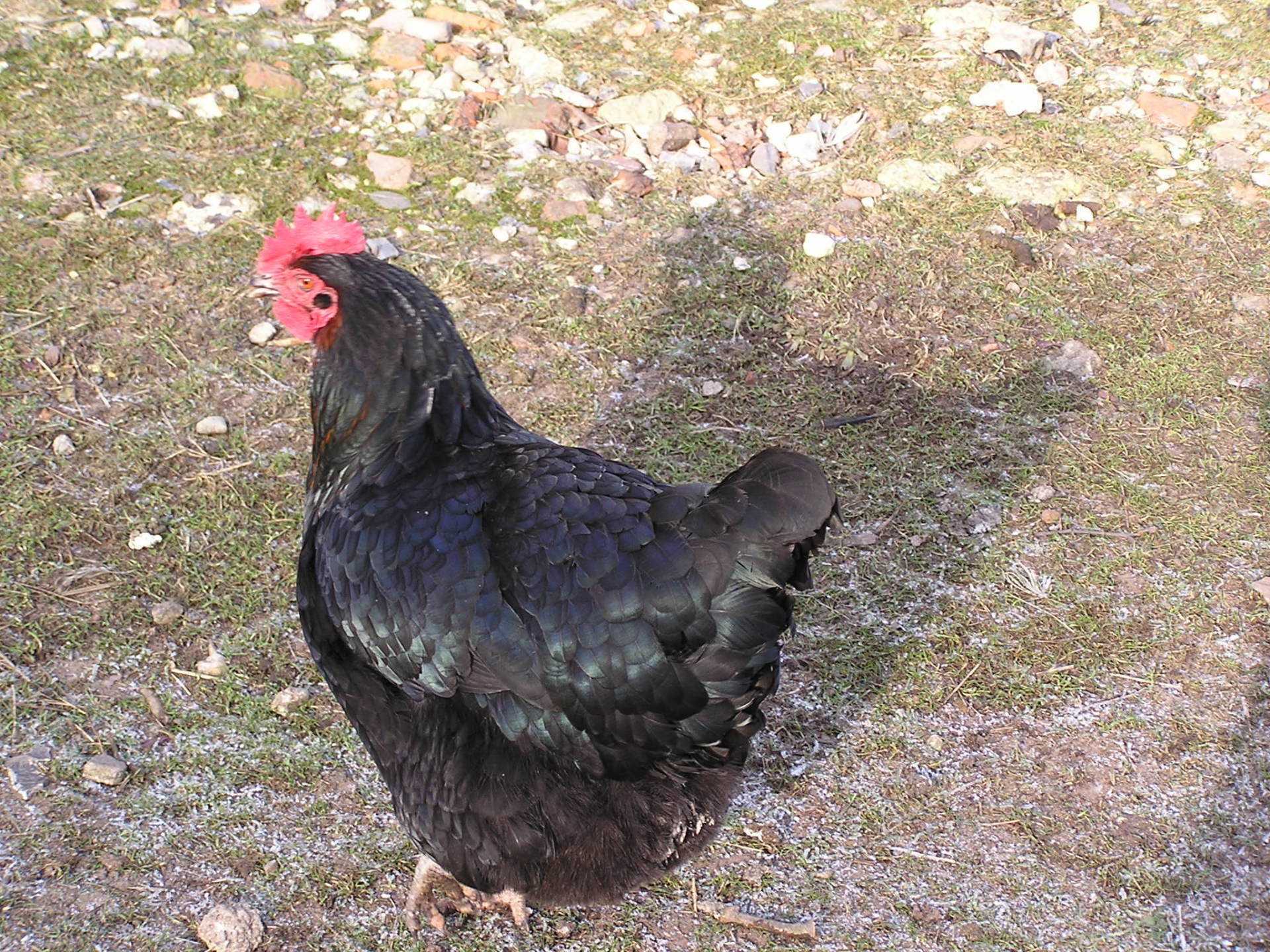 Point of lay Hybrid Hens, Chicken