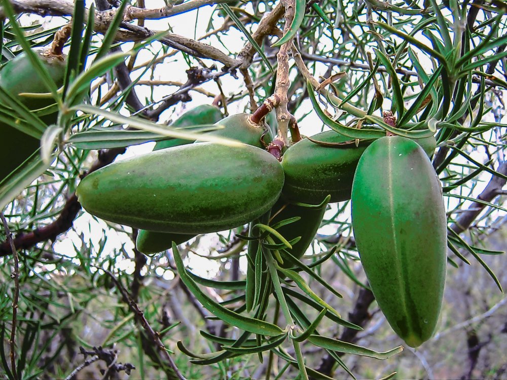 Wildlife of Arkaroola Wilderness Sanctuary