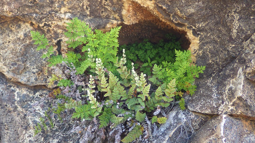 Wildlife of Arkaroola Wilderness Sanctuary