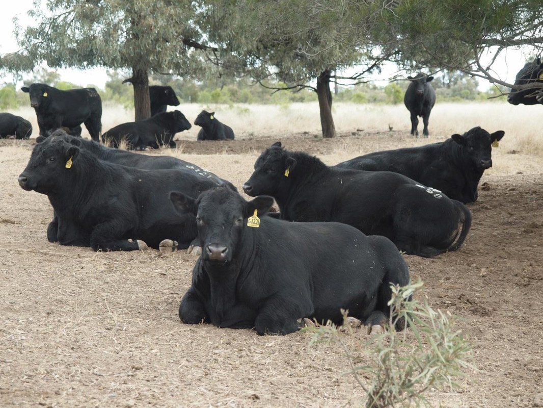 Carabar Angus Archives | Carabar Angus Stud