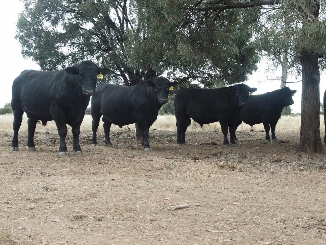 Carabar Angus Archives | Carabar Angus Stud