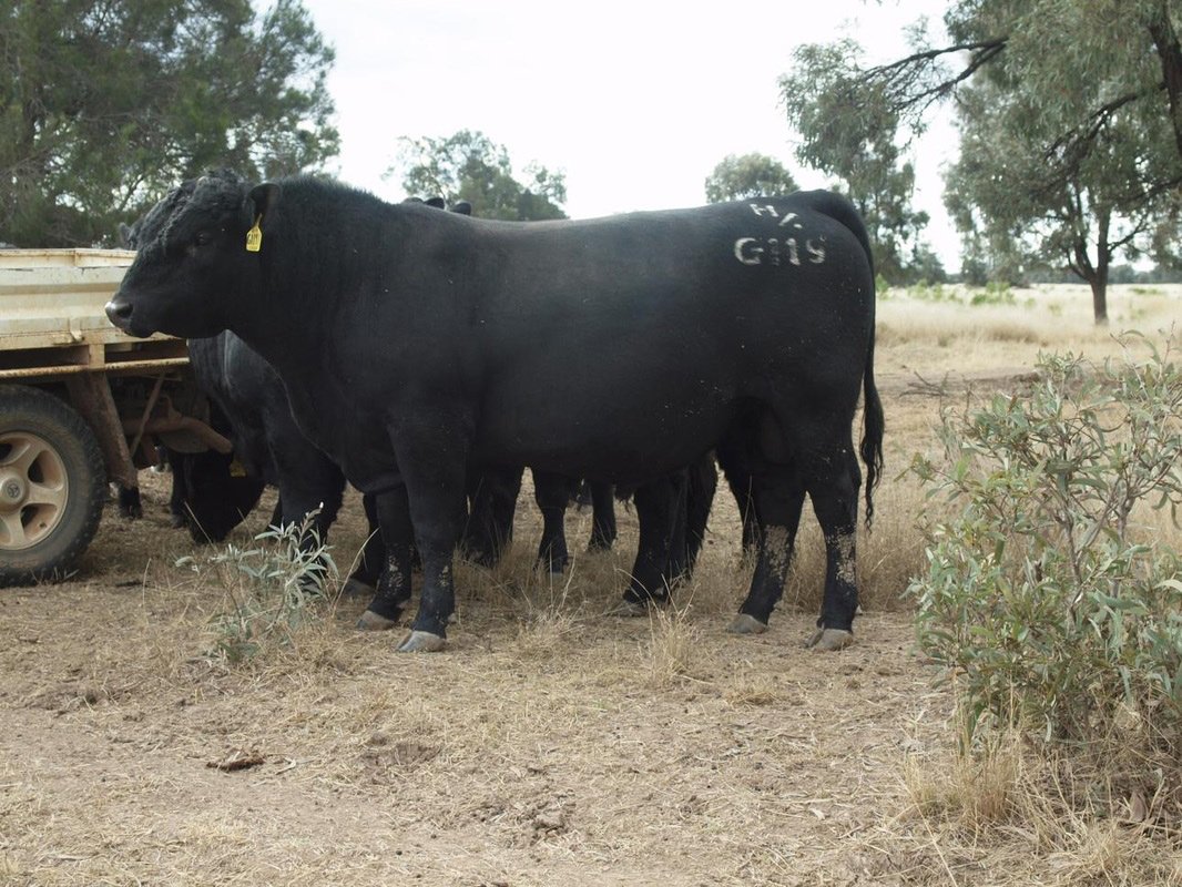 Carabar Angus Archives | Carabar Angus Stud