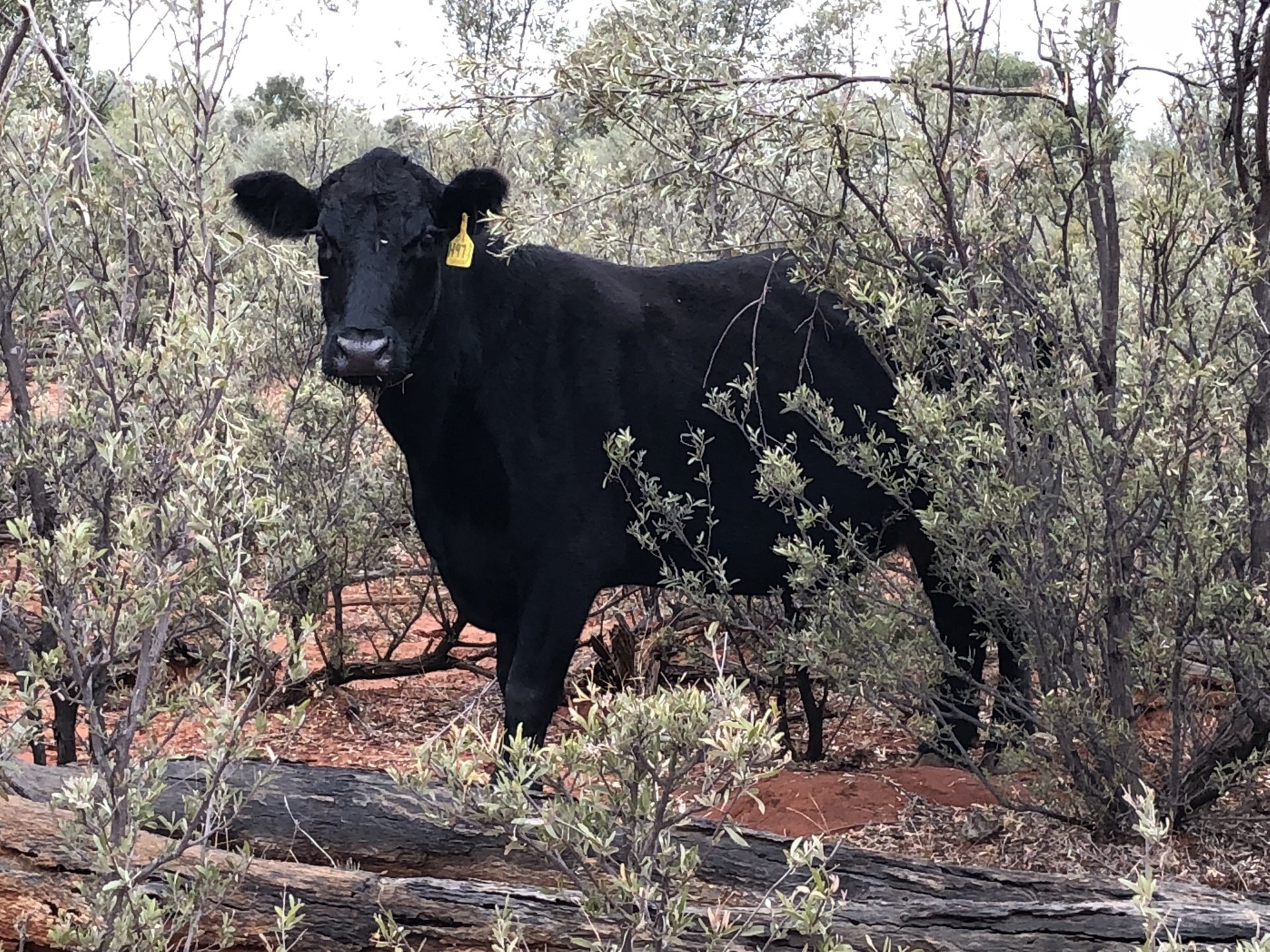 Finest Angus Females in Queensland | Carabar Angus Stud