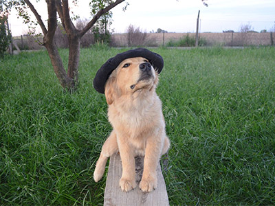 Cachorros de raza en Miguel Riglos con Criadero Auka