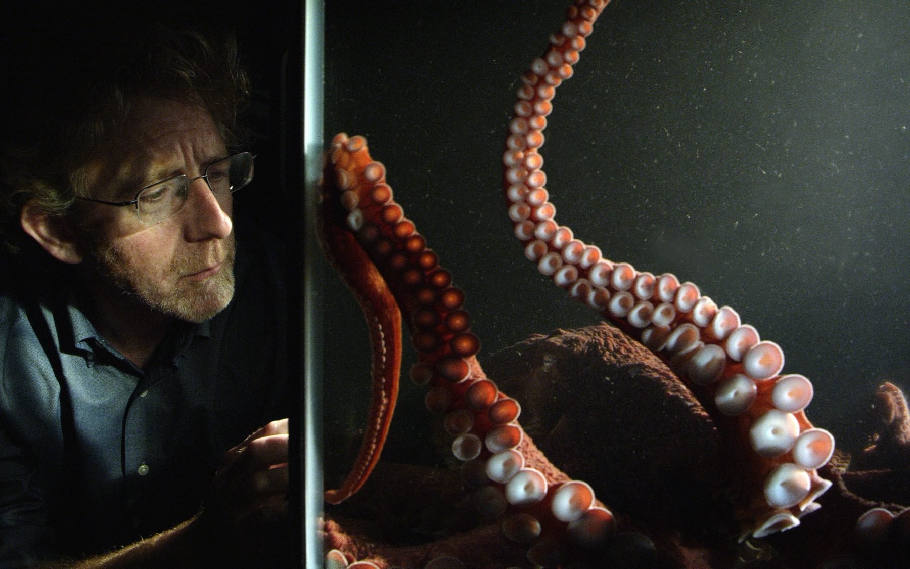 BBC: THE OCTOPUS IN MY HOUSE