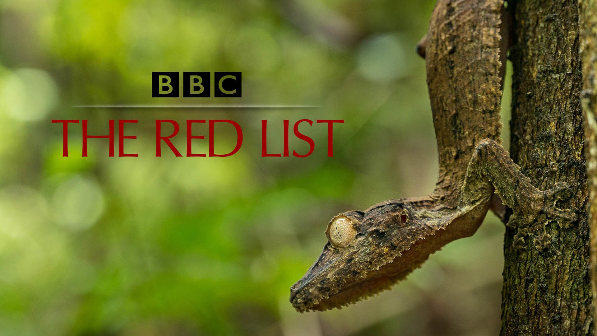 BBC: FILMING FOR RED LIST