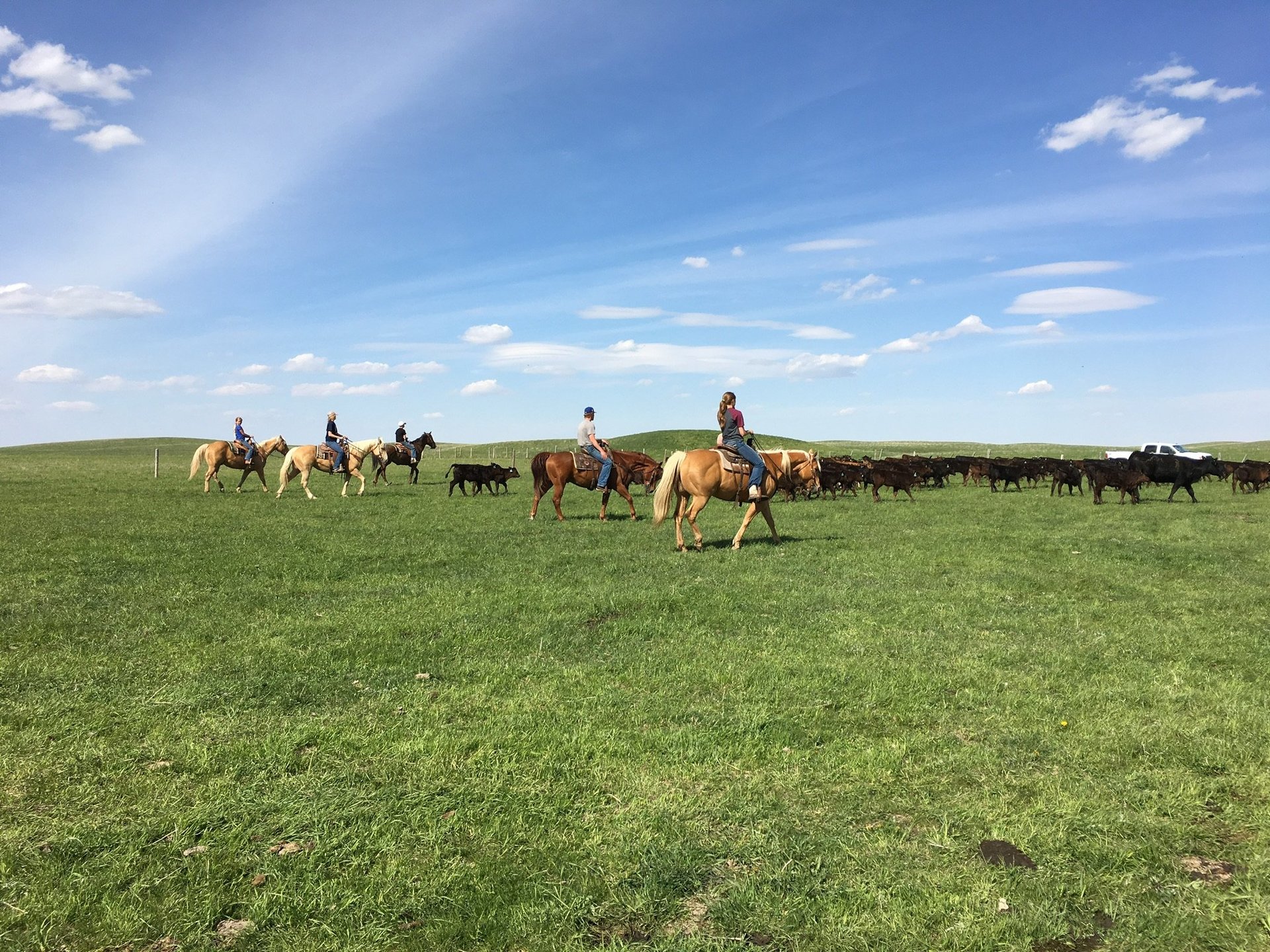 Nelson Family Ranches