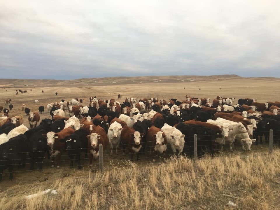 Nelson Family Ranches