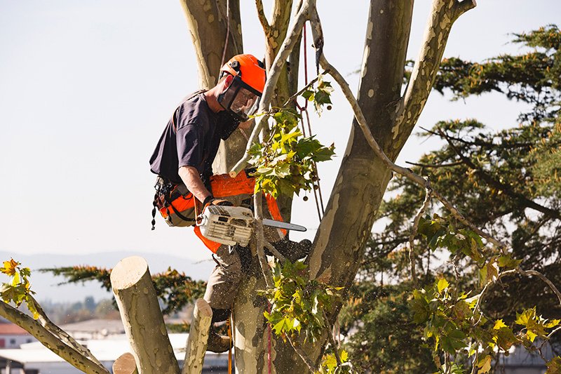 Tree Service | Princeton, NJ | Timberland Tree Service