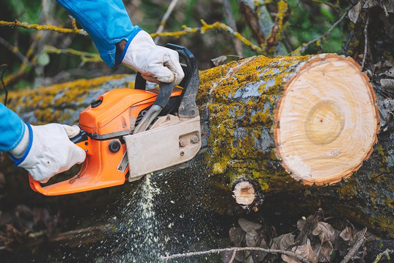 Tree Service | Princeton, NJ | Timberland Tree Service