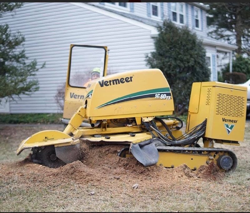 Tree Service | Princeton, NJ | Timberland Tree Service