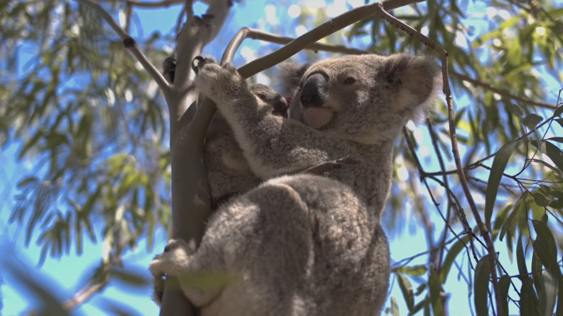 Filming Koalas in the Wild on the East Coast of Australia