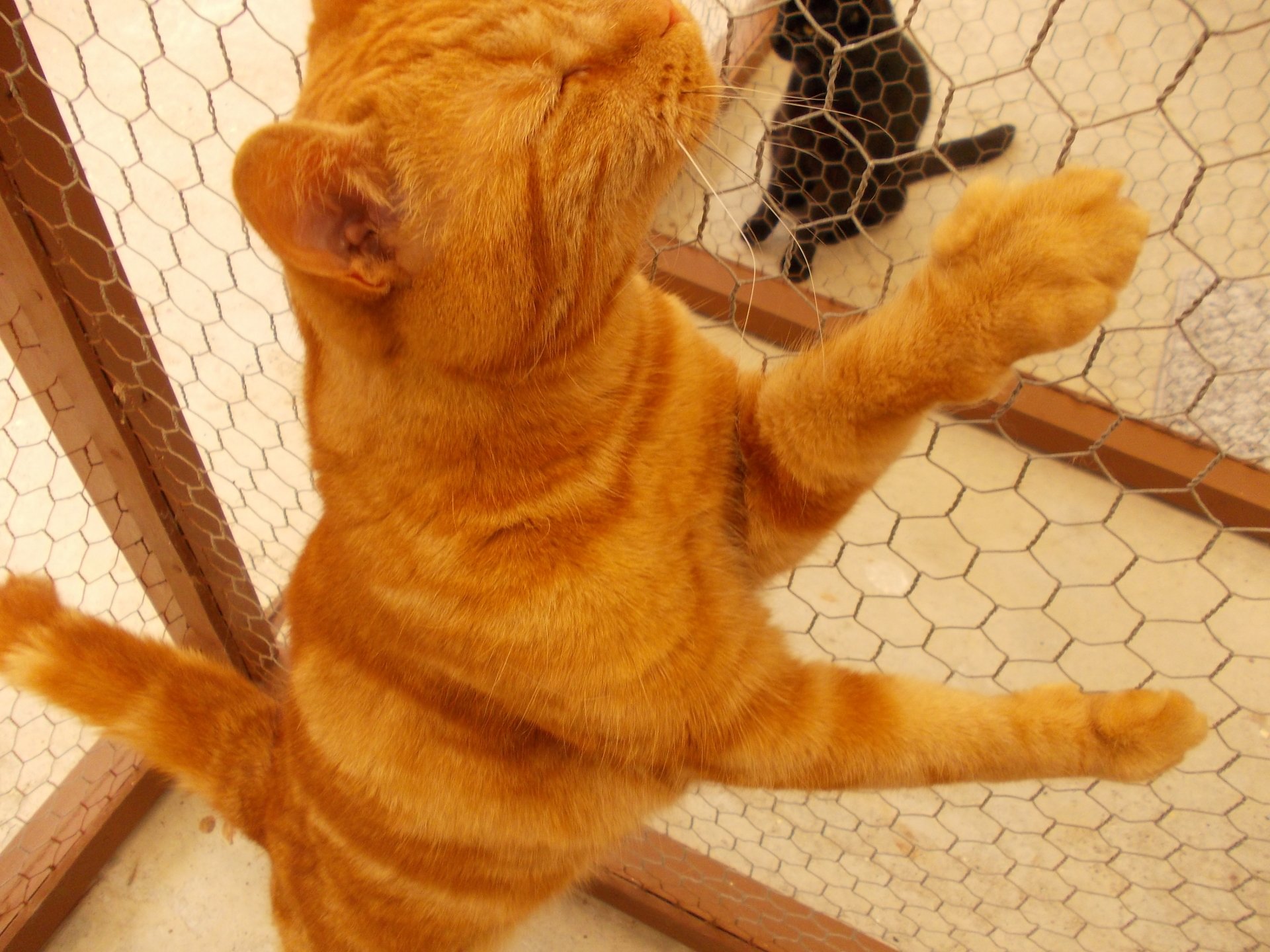Cattery services by Blakeston Lodge